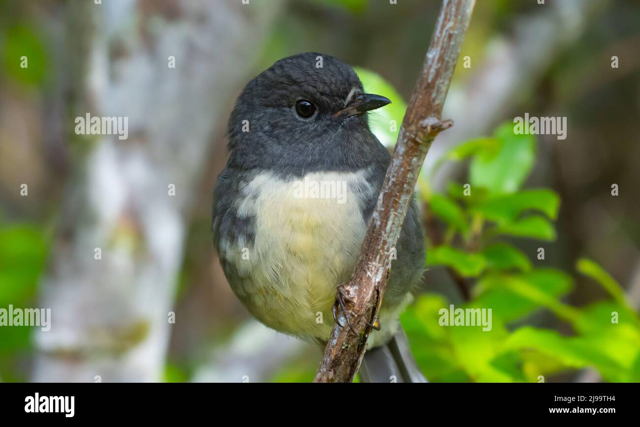 South Island Robin male perched on branch inquisitively looking to ...