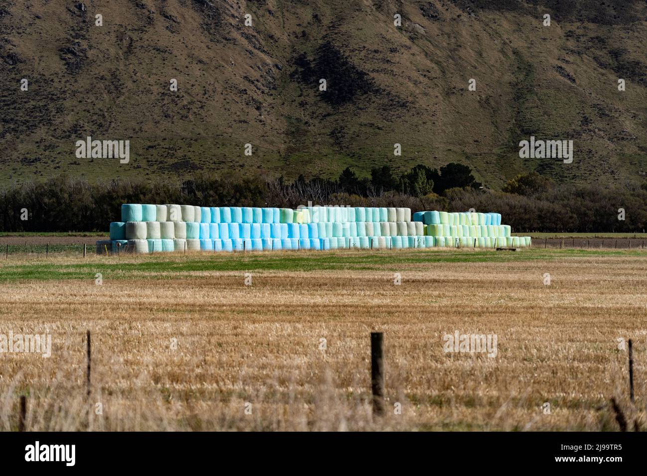 In a row green and blue plastic wrapped bales of hay or silage in farm ...