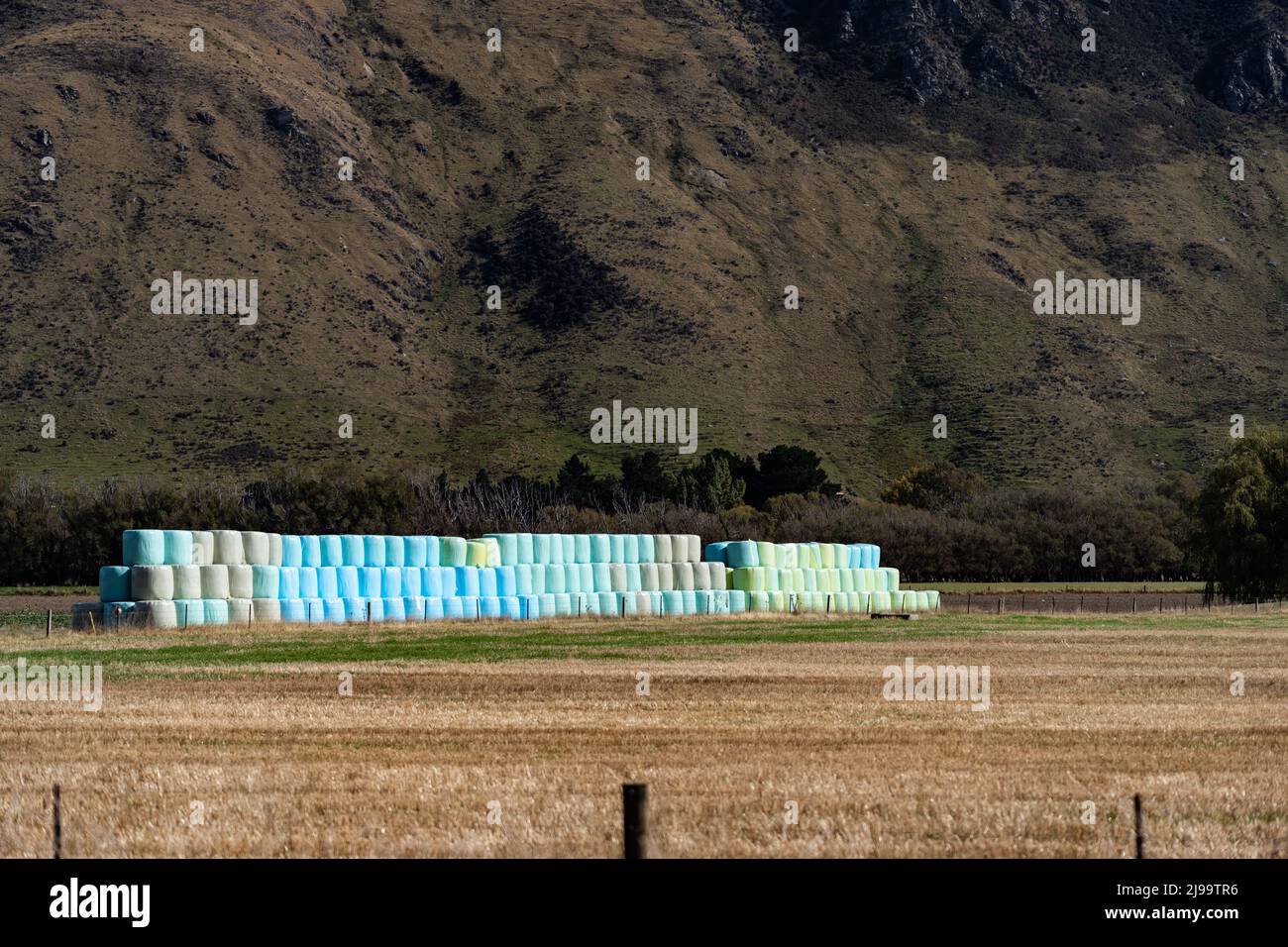 In a row green and blue plastic wrapped bales of hay or silage in farm ...
