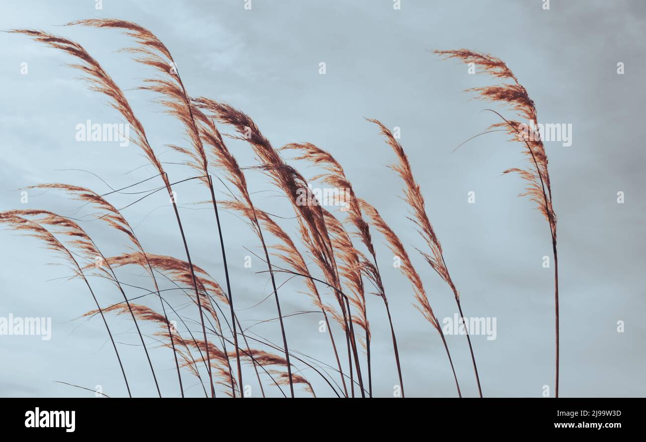 Feathery flowers or seed head of toe toe bending in breeze New Zealand ...