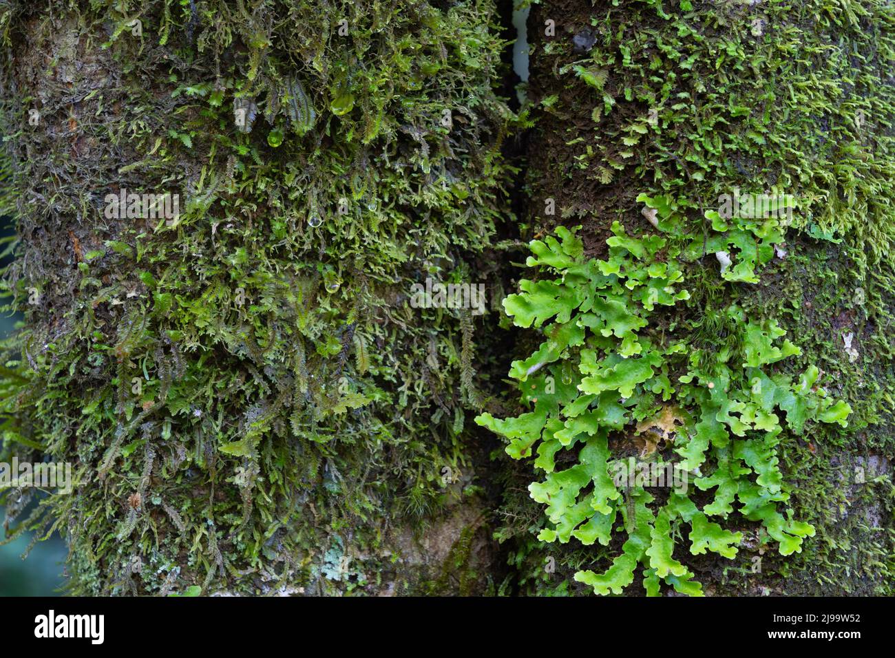 Moss and lichens growing of tree trunks closeup Stock Photo - Alamy