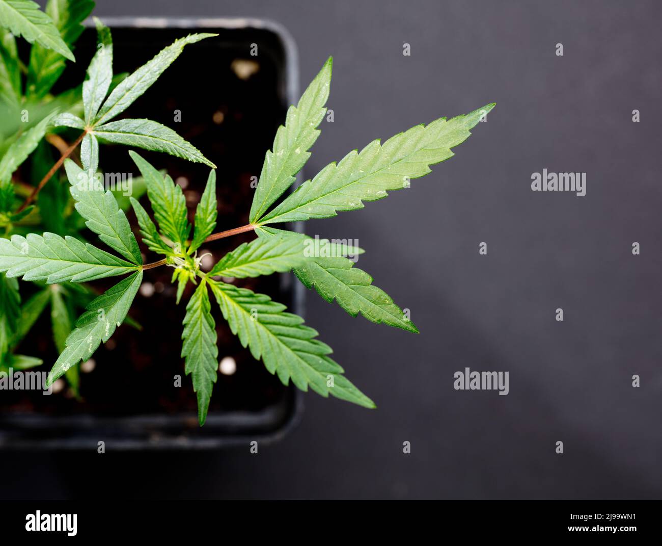 beautiful marijuana plant top view, with dark gray background Stock ...