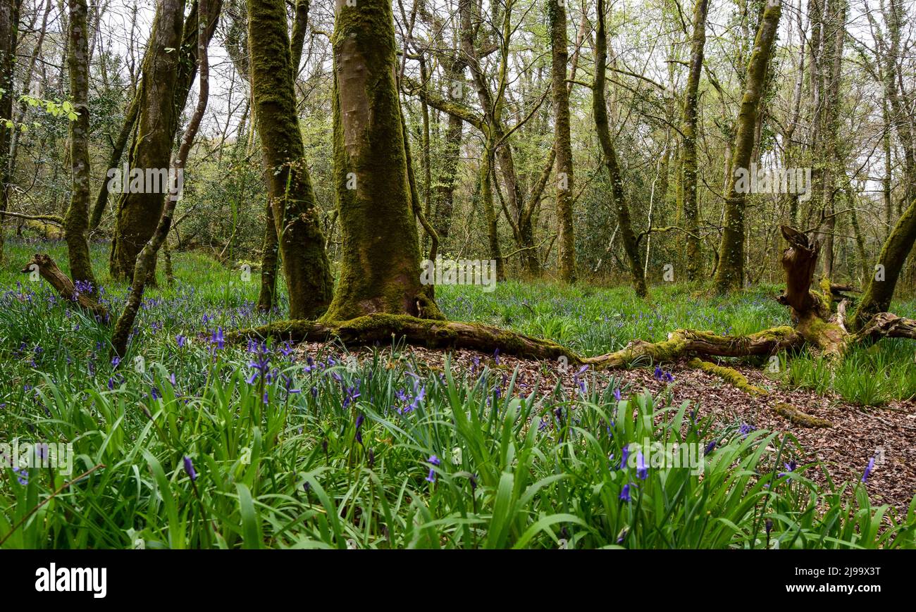 Lanhydrock, Cornwall, England, UK Stock Photo - Alamy
