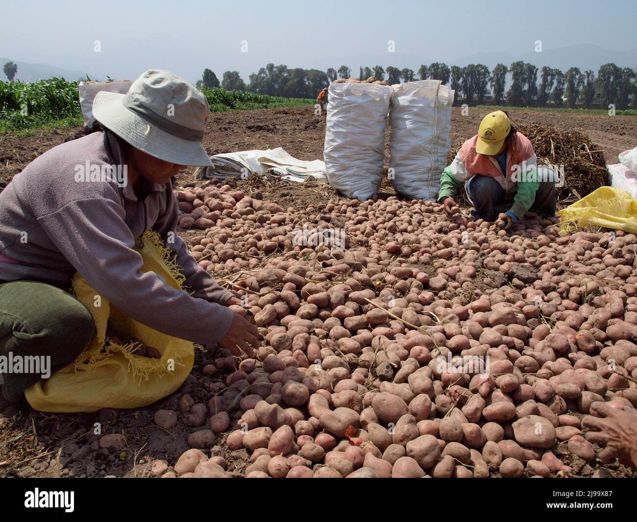 Peasant women harvesting potatoes by hand Stock Photo - Alamy