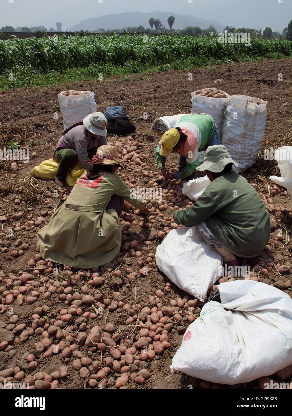 Peasants harvesting potatoes hi-res stock photography and images - Alamy