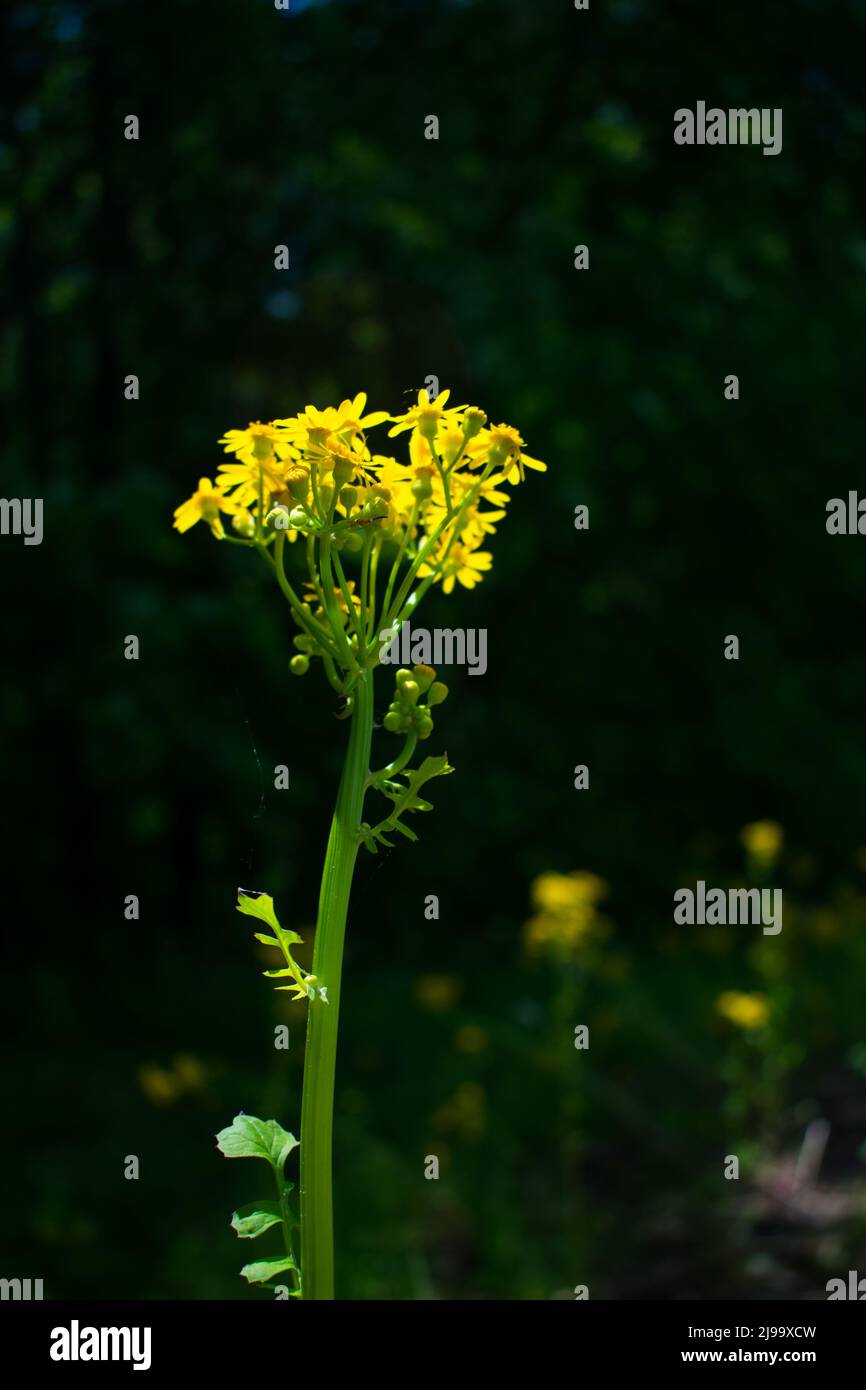 Butterweed (Packera glabella) plant with yellow flowers with dark ...