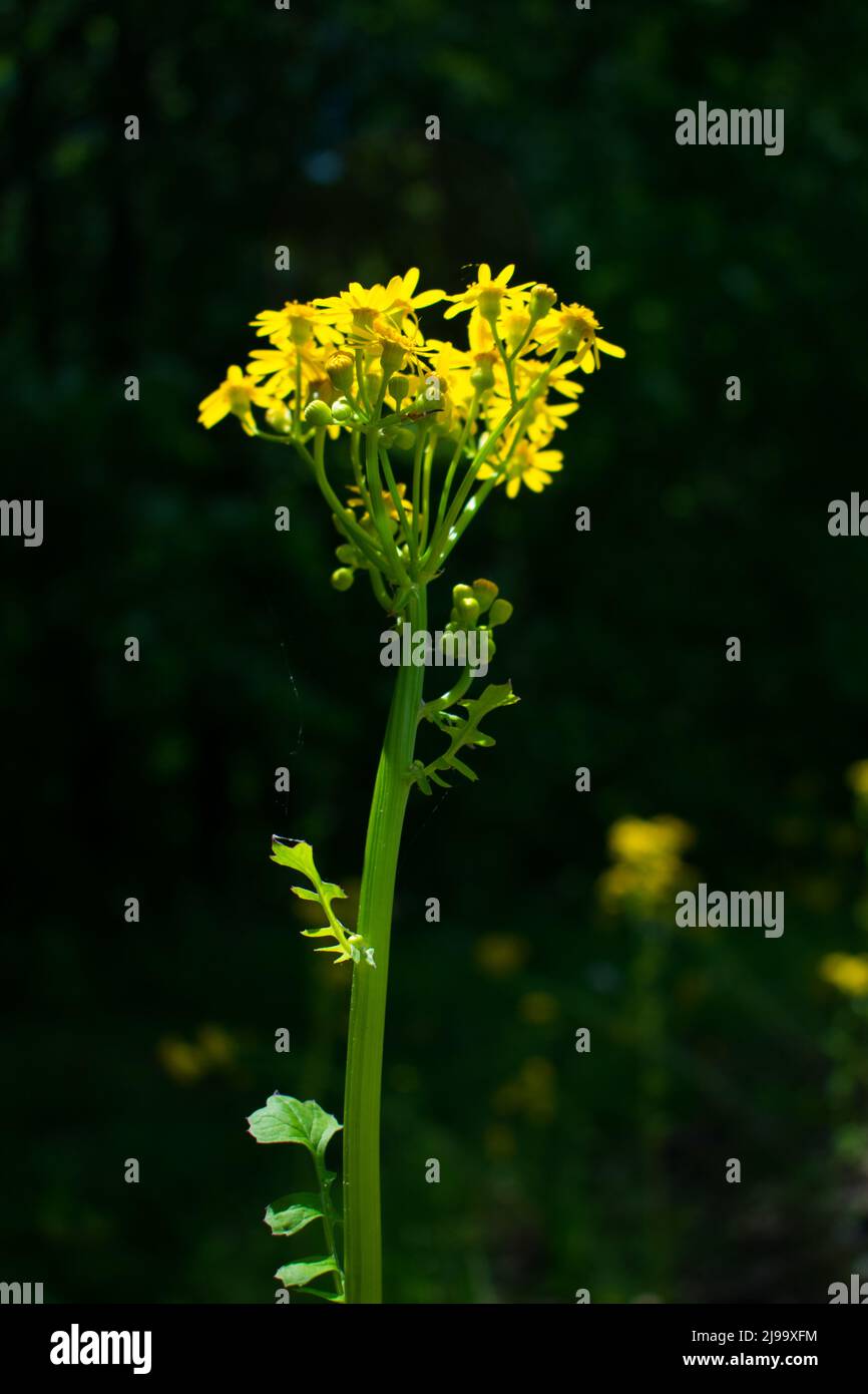 Butterweed (Packera glabella) plant with yellow flowers with dark ...