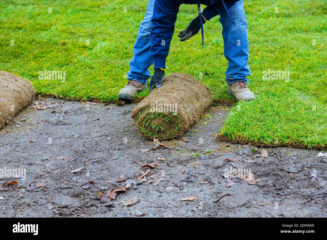 Natural grass turf professional installer rolled grass lawn closeup ...