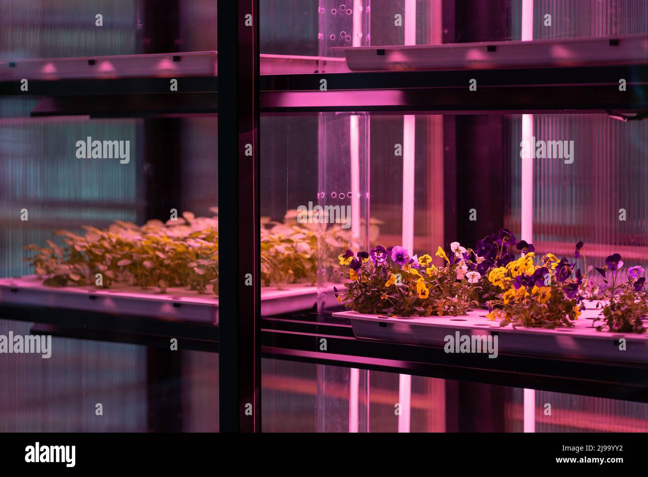 Vegetable green salad growing in hydroponic system. Plant cultivated in ...