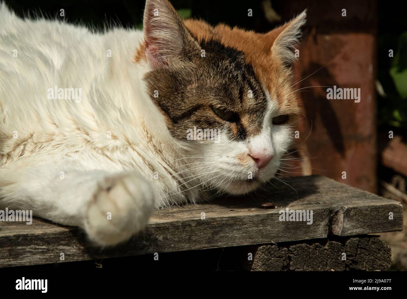 Female cat head hi-res stock photography and images - Alamy