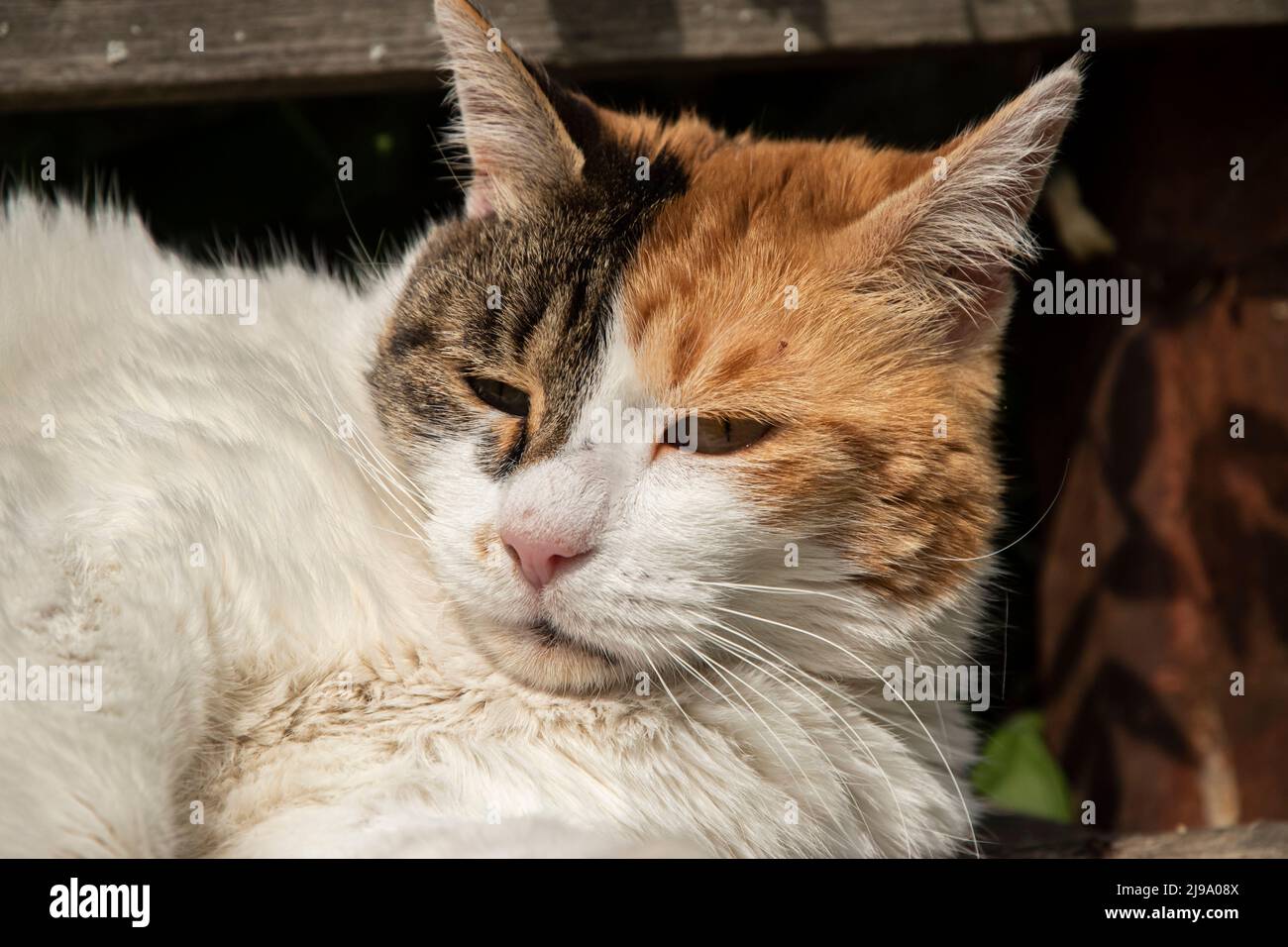 Female cat head hi-res stock photography and images - Alamy