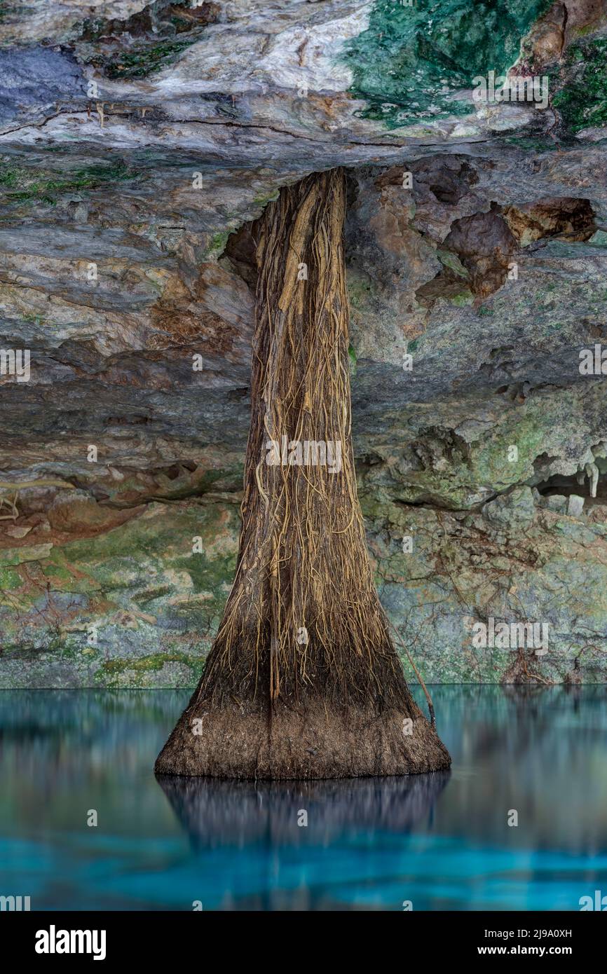 Tree Roots in Cenote Chikin Ha, Riviera Maya, Playa del Carmen, Mexico ...