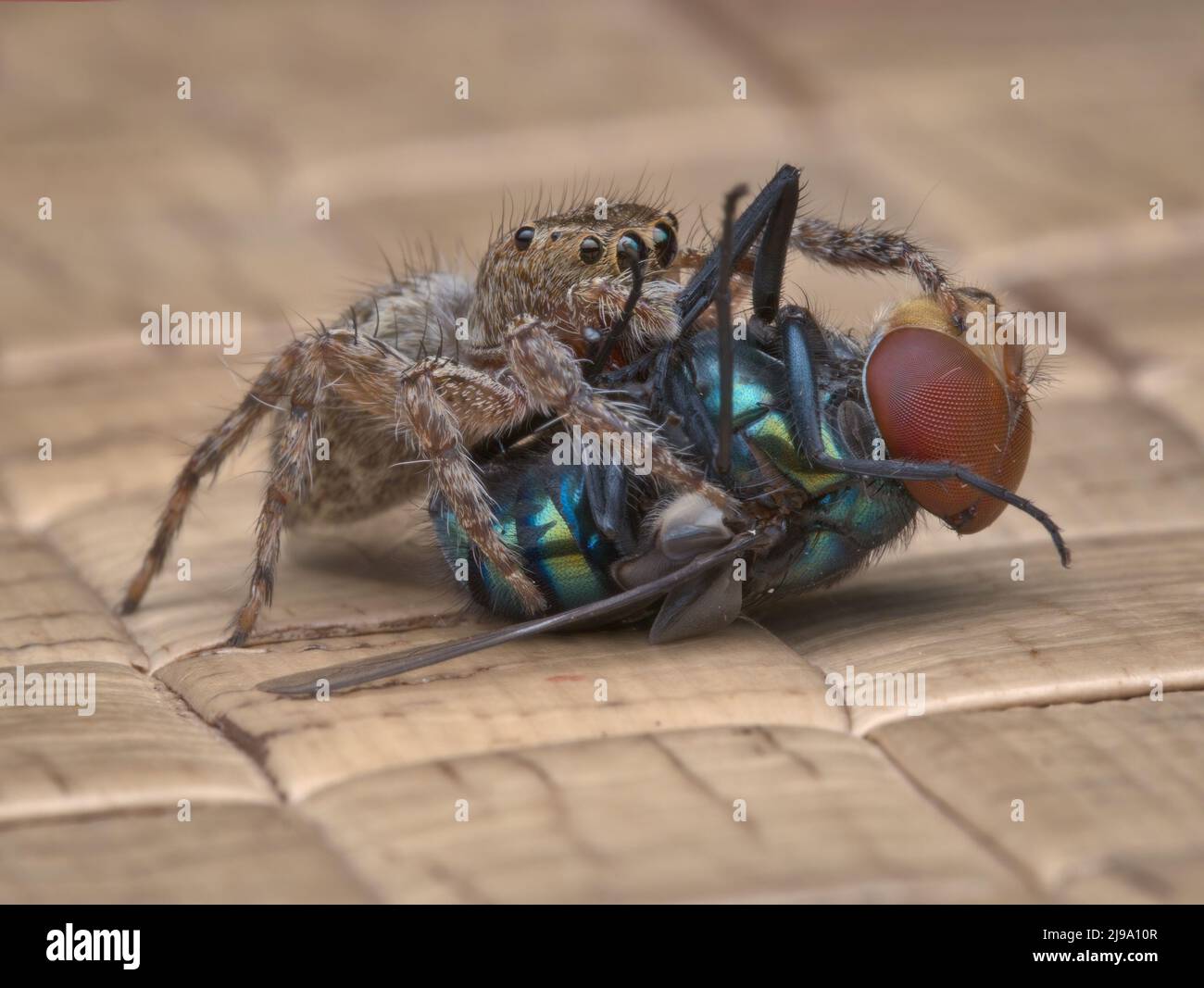 close up jumping spider eat fly prey Stock Photo - Alamy