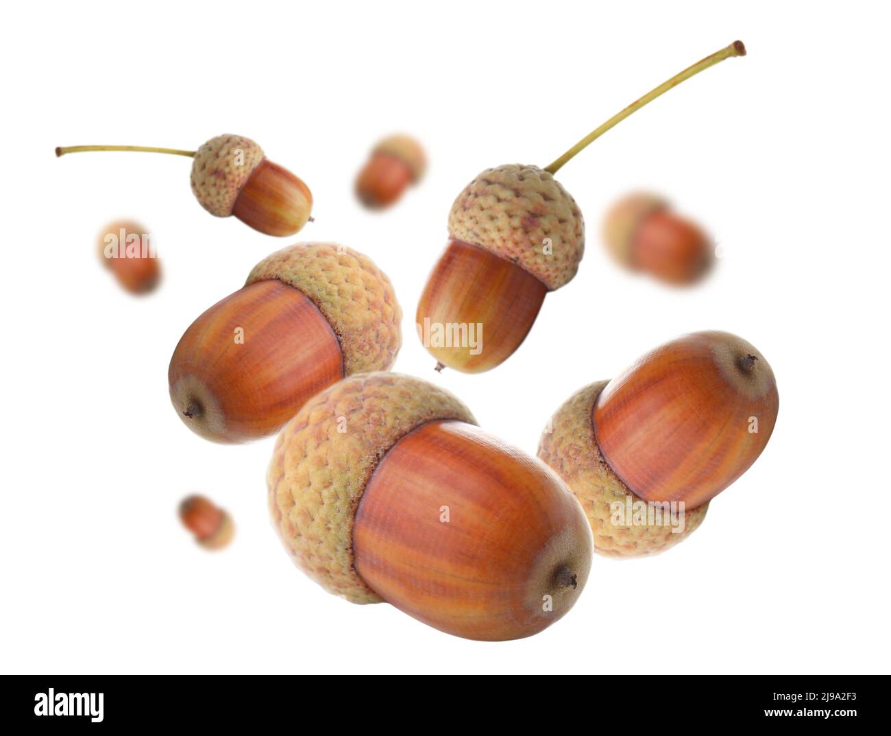 Many flying acorns on white background Stock Photo - Alamy