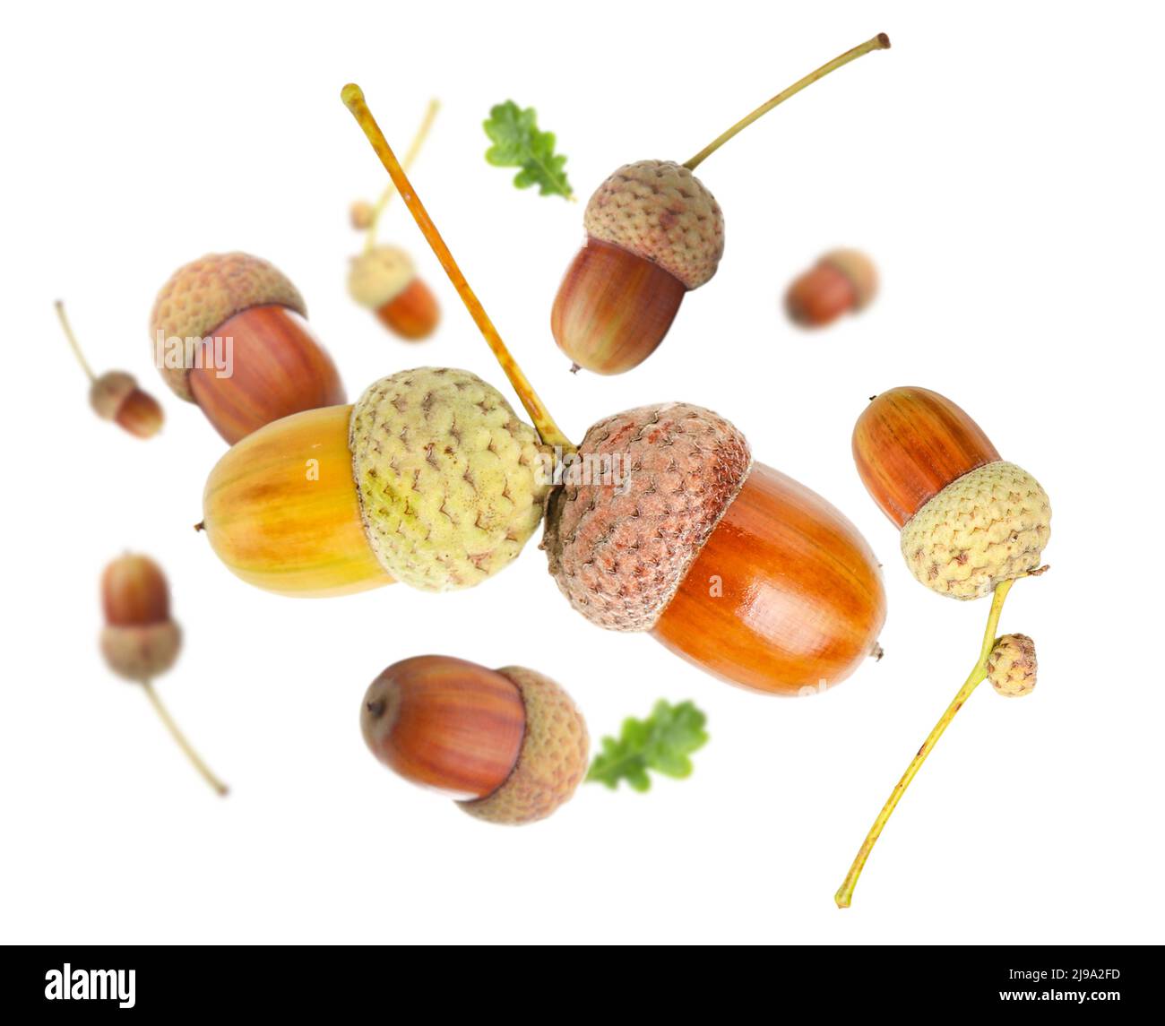 Many flying acorns on white background Stock Photo - Alamy