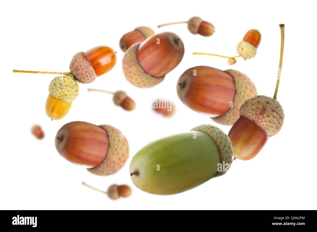 Falling acorns hi-res stock photography and images - Alamy