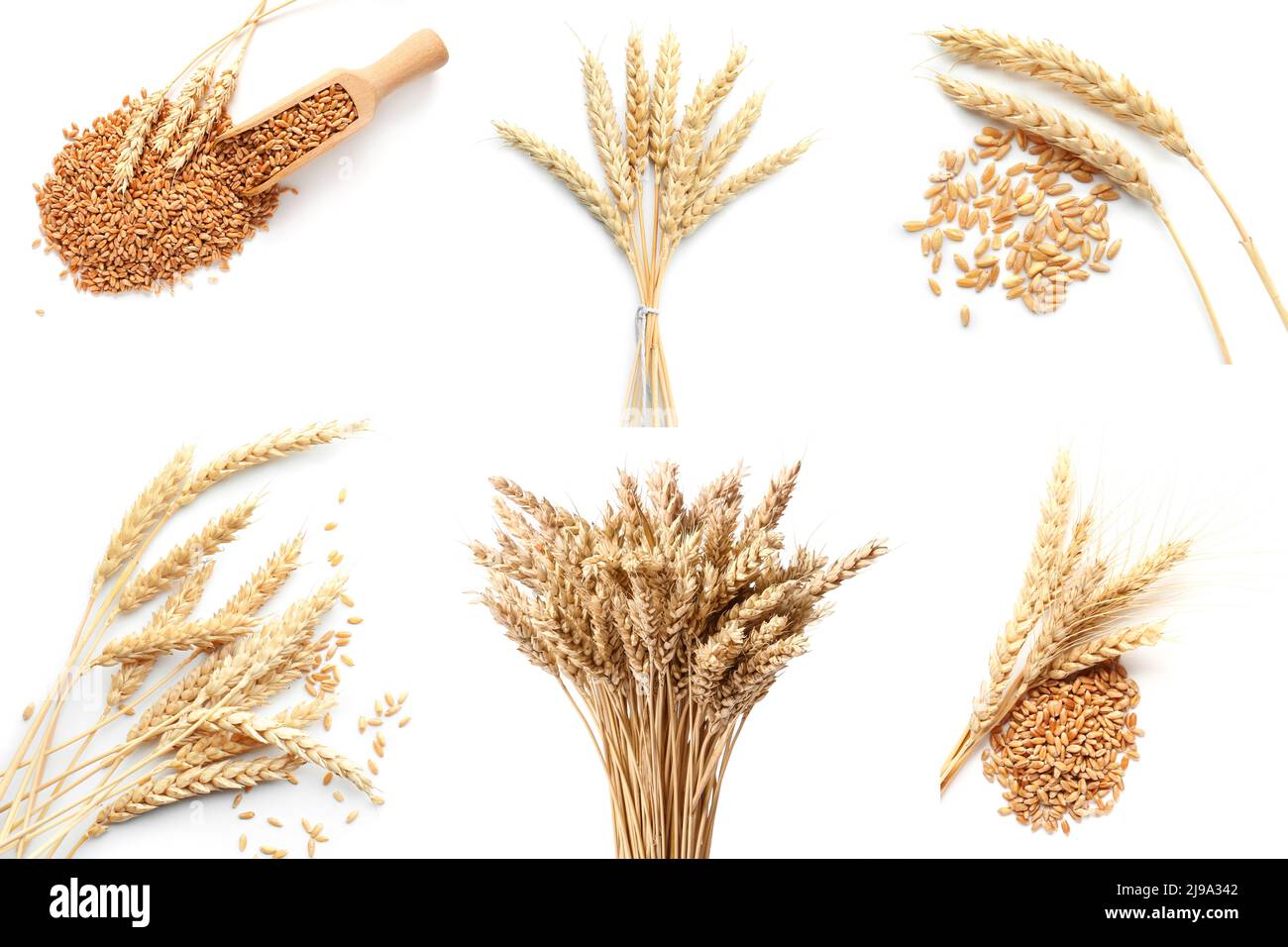 Set of wheat spikelets and grains isolated on white Stock Photo - Alamy