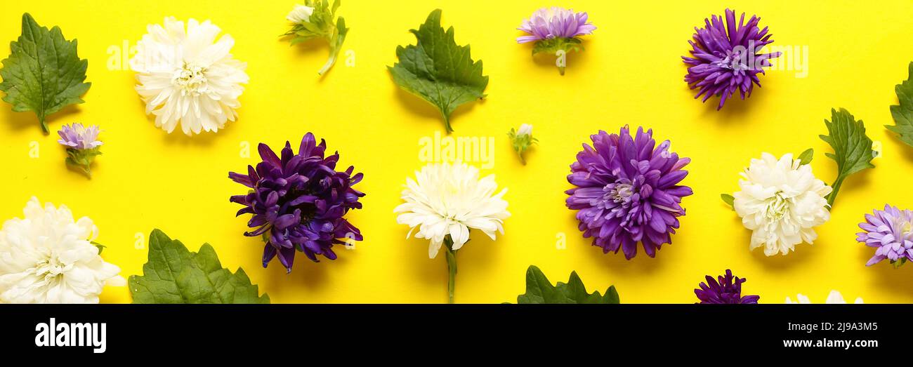 Many aster flowers and leaves on yellow background, top view Stock ...
