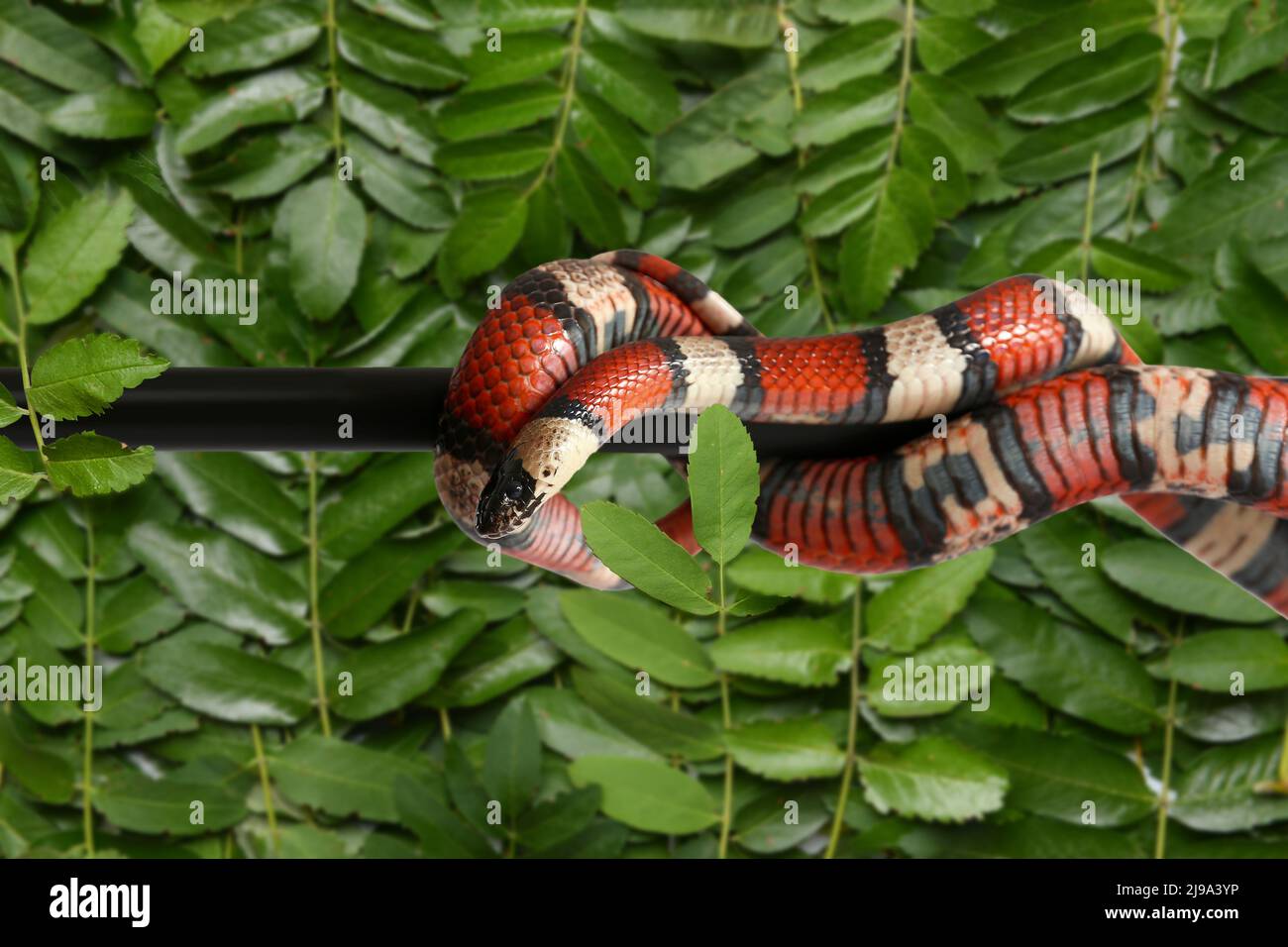 Scarlet king snake hi-res stock photography and images - Alamy