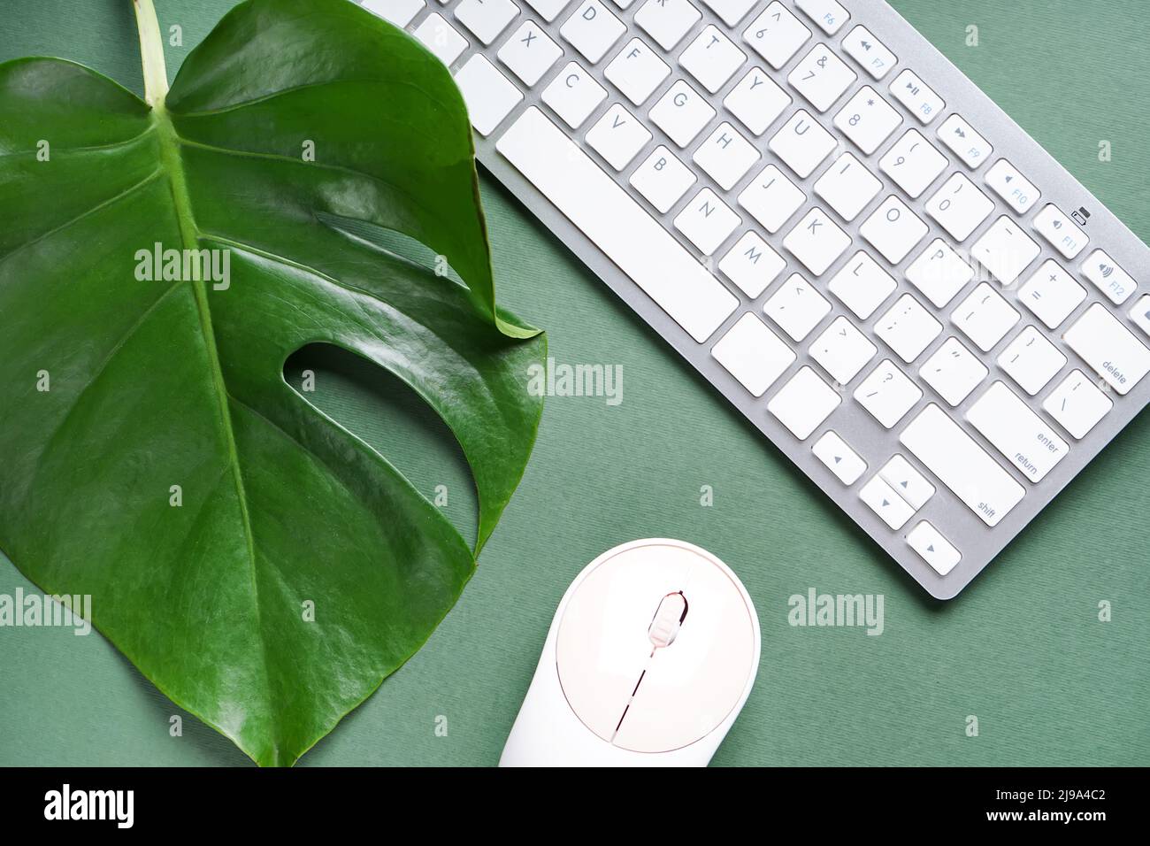 Computer keyboard with mouse and palm leaf on green background Stock ...