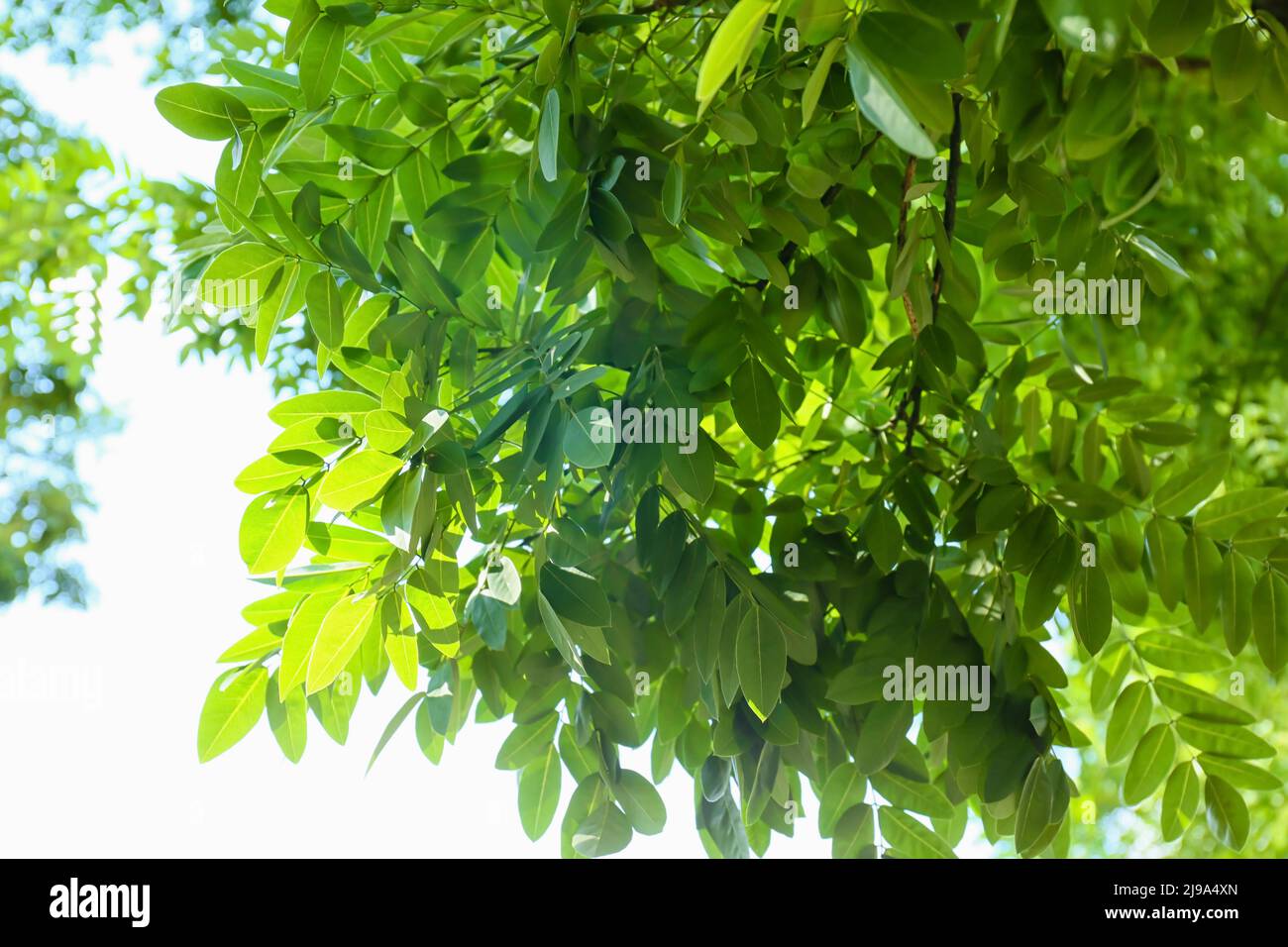 Acacia tree branches fresh hi-res stock photography and images - Alamy