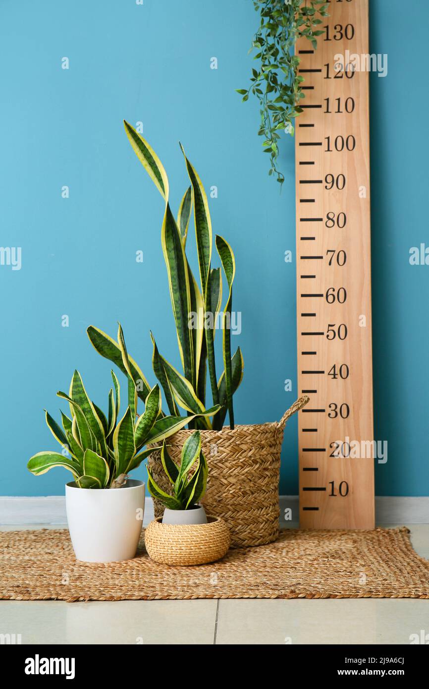 Measuring plants ruler hi-res stock photography and images - Alamy