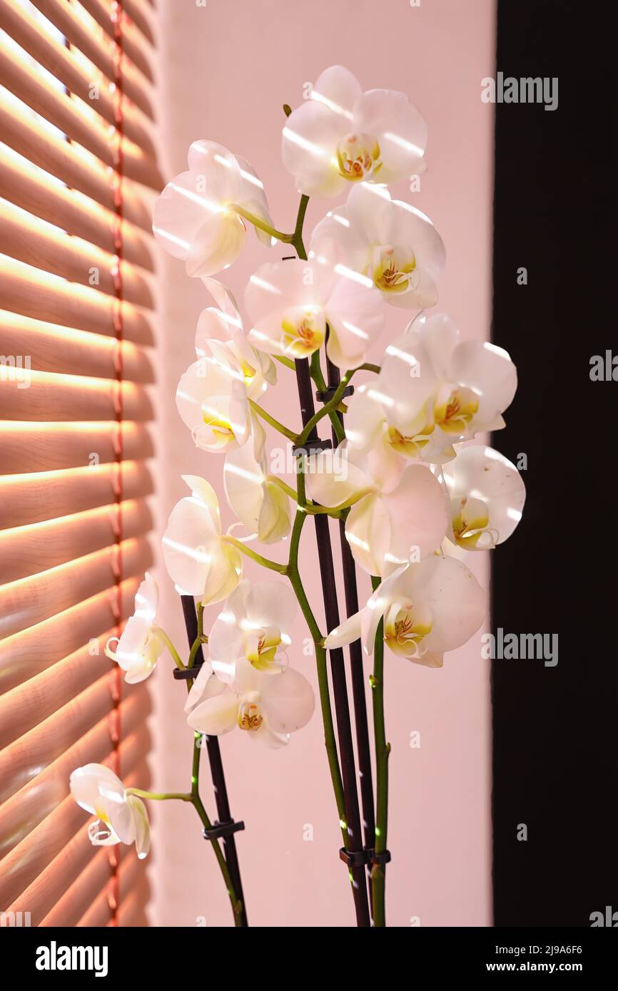 Beautiful orchid flowers near window Stock Photo - Alamy