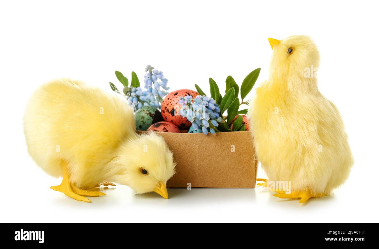 Cute yellow chickens, box with flowers and Easter eggs on white ...