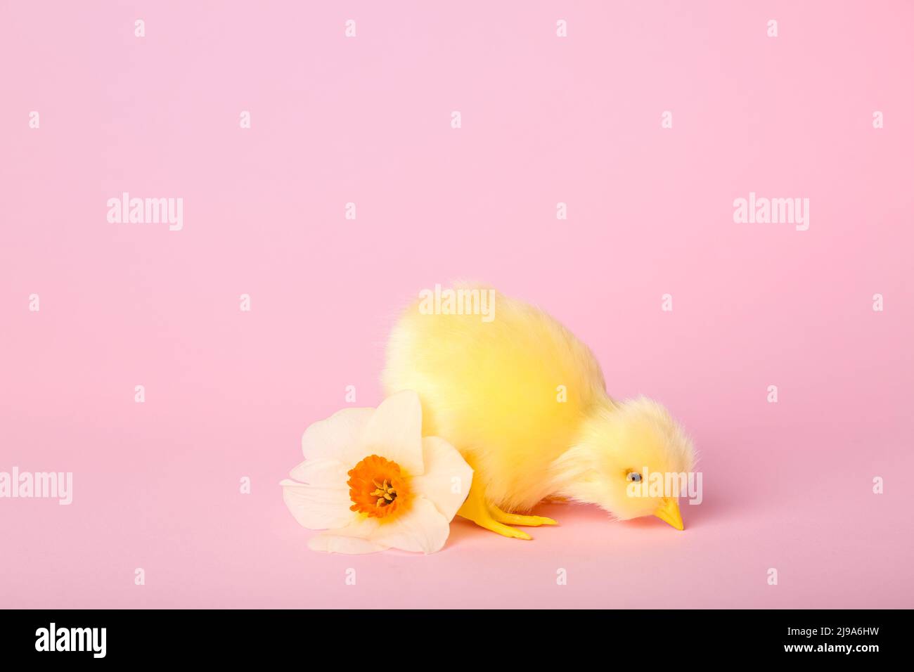 Cute yellow chicken and spring flower on pink background Stock Photo ...