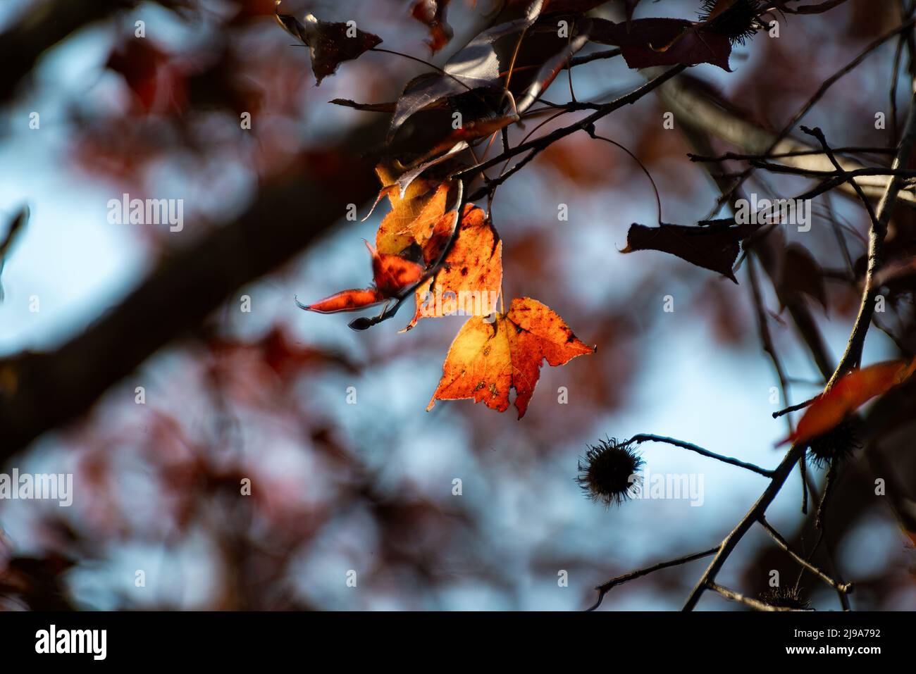 Maple trees in Ban Viet Lake, Cao Bang, Vietnam in autumn Stock Photo - Alamy