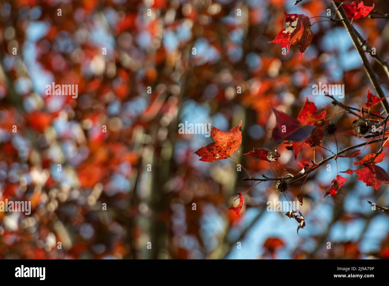 Maple trees in Ban Viet Lake, Cao Bang, Vietnam in autumn Stock Photo ...