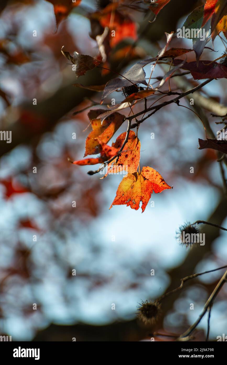 Maple trees in Ban Viet Lake, Cao Bang, Vietnam in autumn Stock Photo ...
