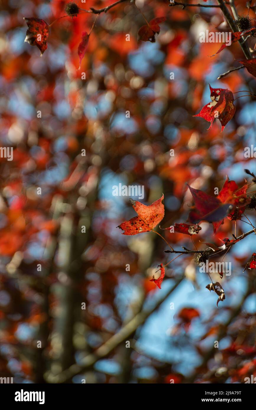 Maple trees in Ban Viet Lake, Cao Bang, Vietnam in autumn Stock Photo ...