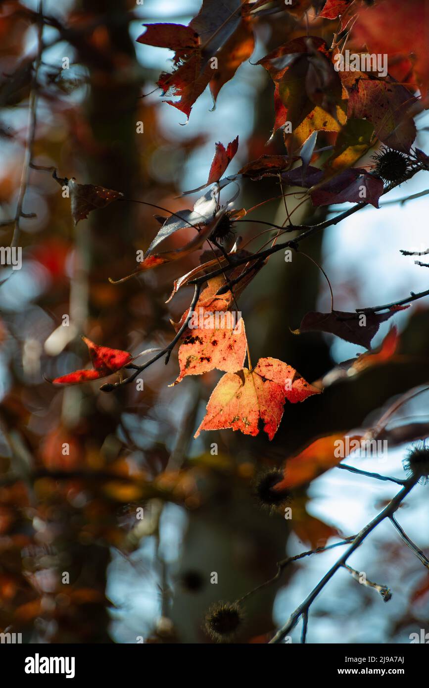 Maple trees in Ban Viet Lake, Cao Bang, Vietnam in autumn Stock Photo ...