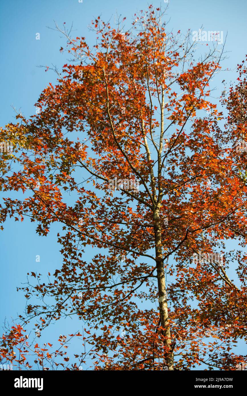 Maple trees in Ban Viet Lake, Cao Bang, Vietnam in autumn Stock Photo ...
