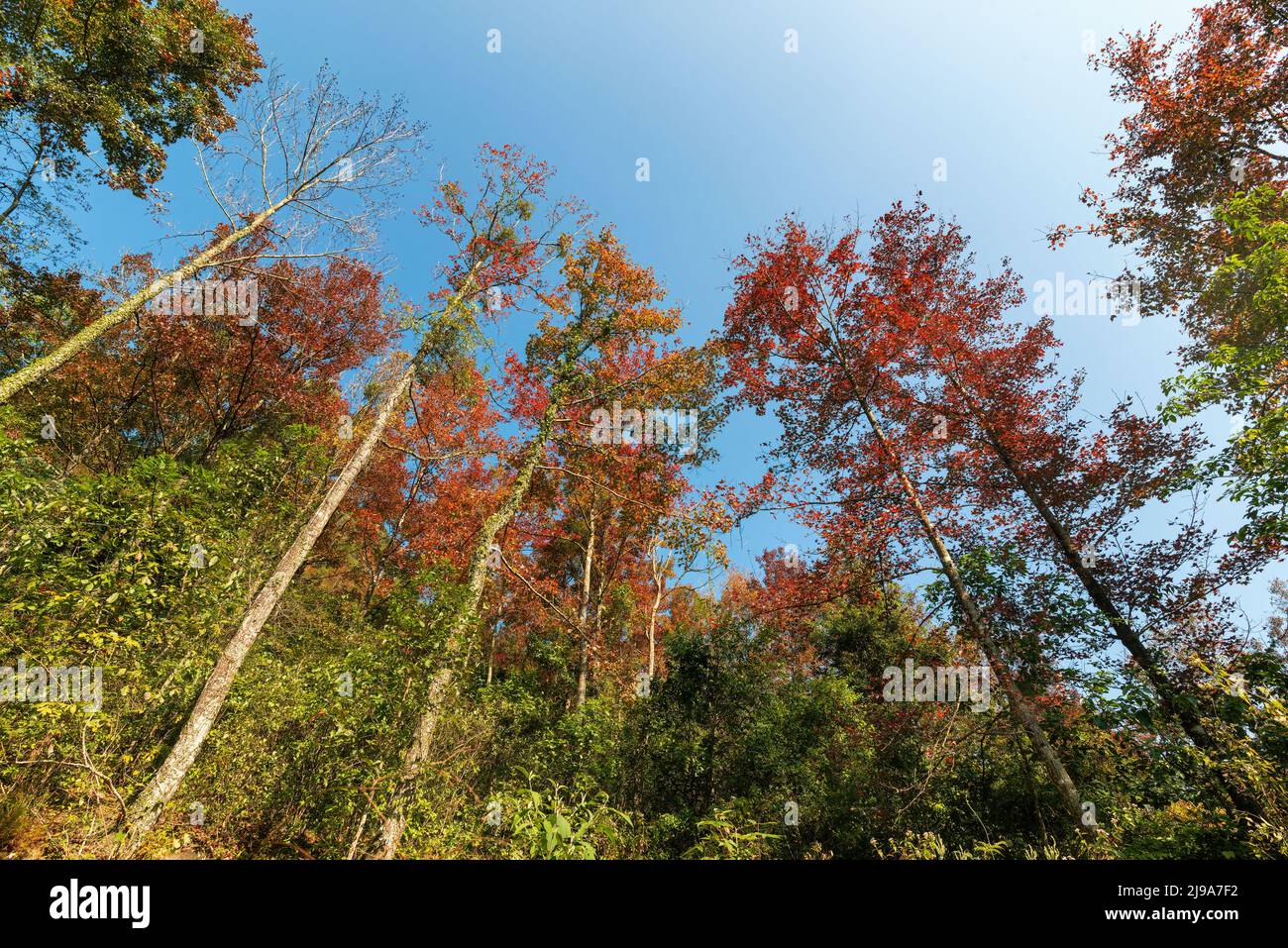 Maple trees in Ban Viet Lake, Cao Bang, Vietnam in autumn Stock Photo ...