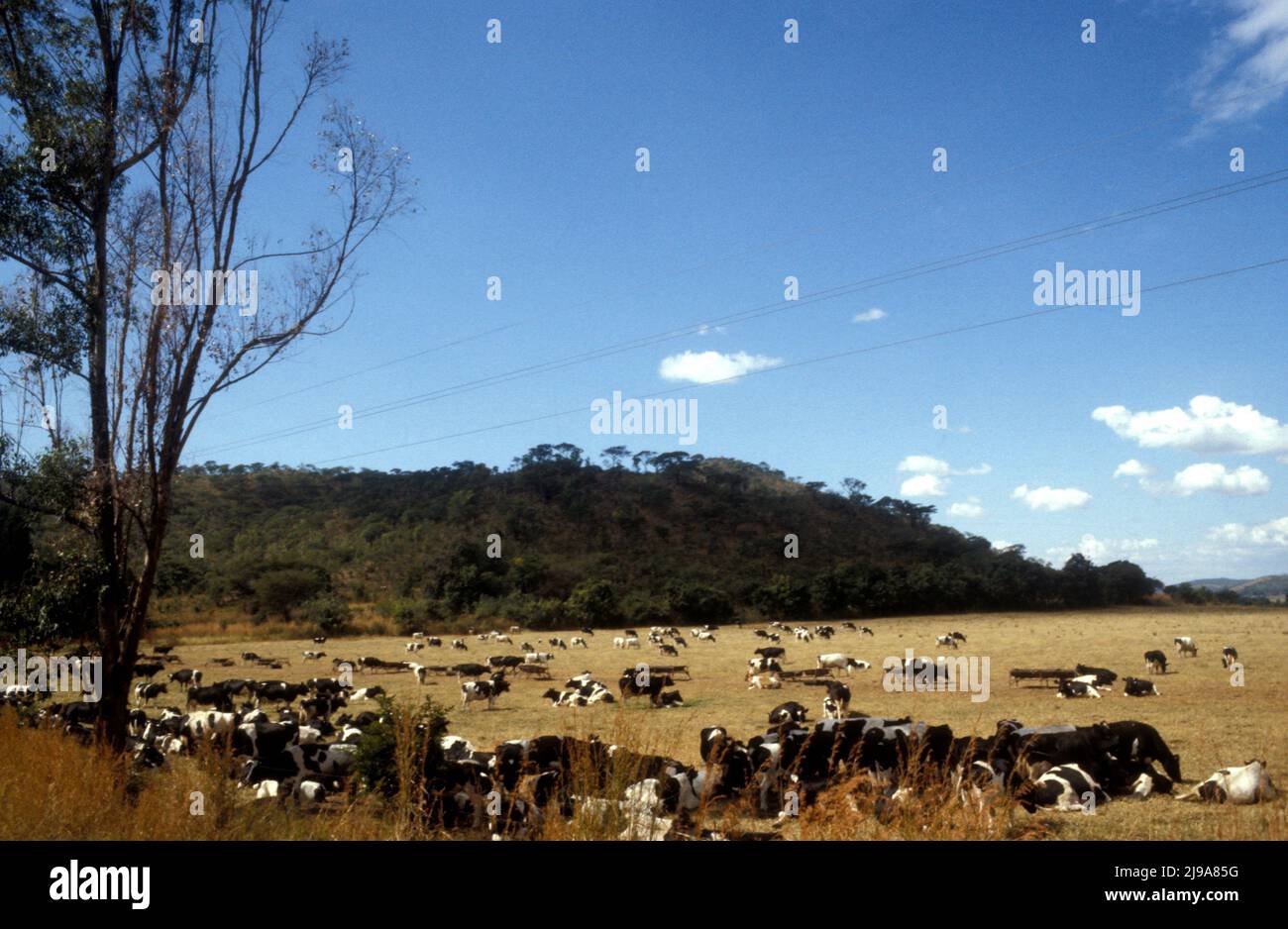 Zimbabwe white-owned cattle farm 1984 Stock Photo - Alamy