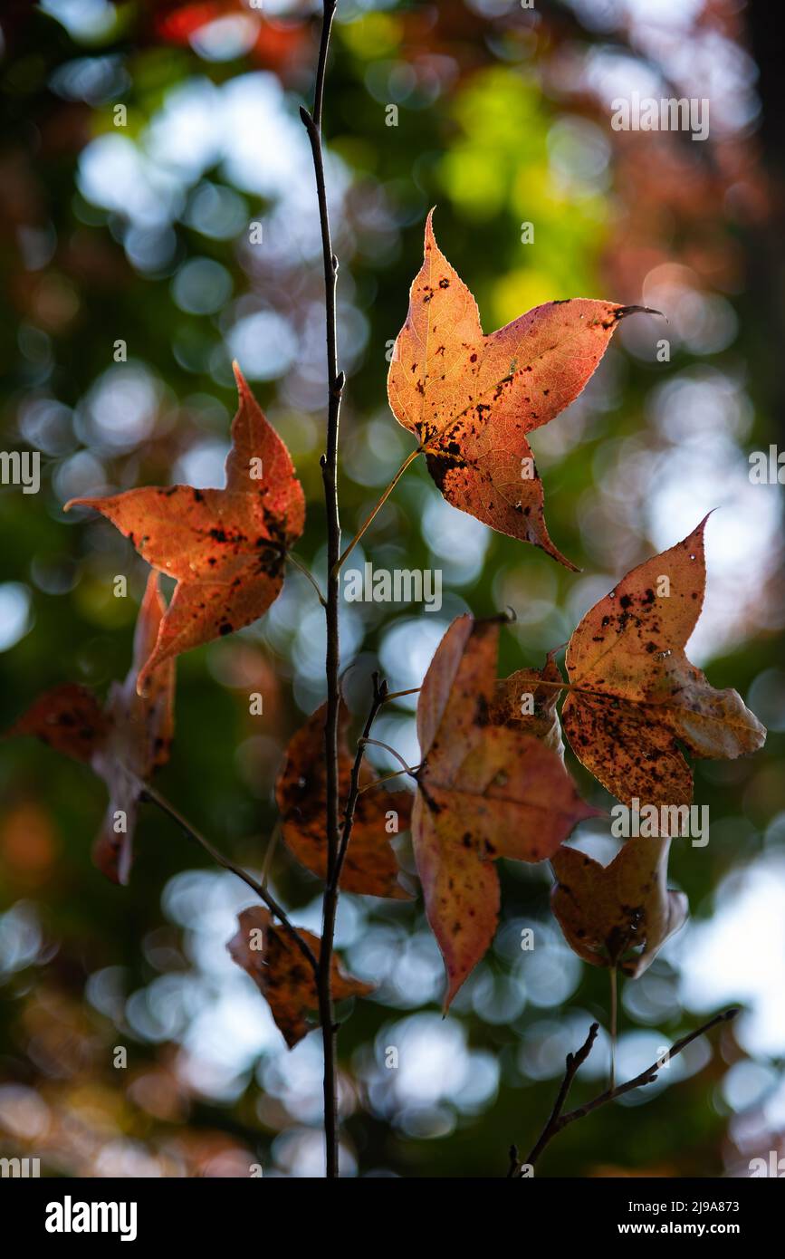 Maple trees in Ban Viet Lake, Cao Bang, Vietnam in autumn Stock Photo ...