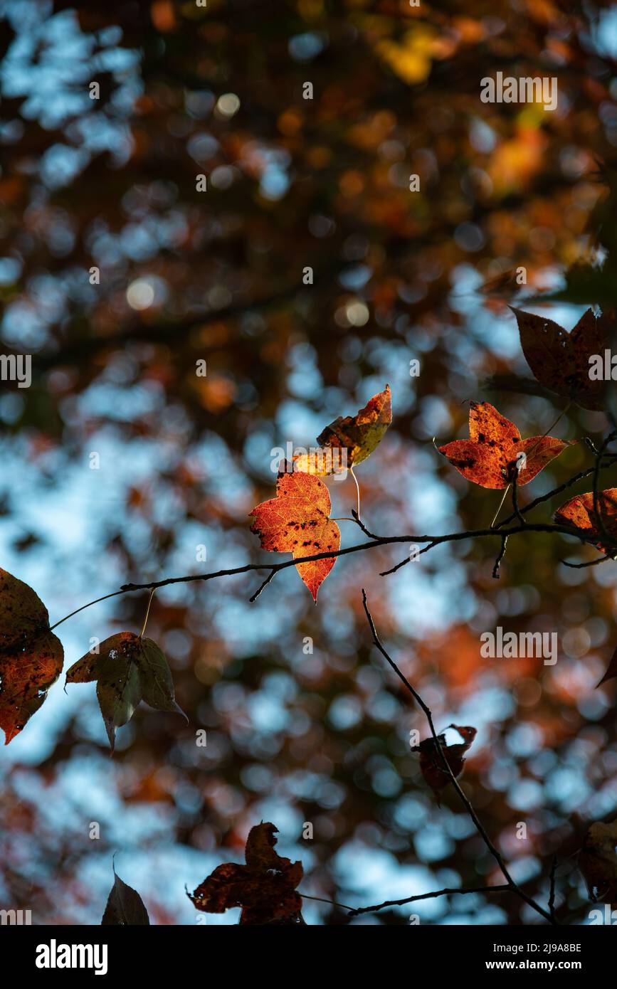 Maple trees in Ban Viet Lake, Cao Bang, Vietnam in autumn Stock Photo ...