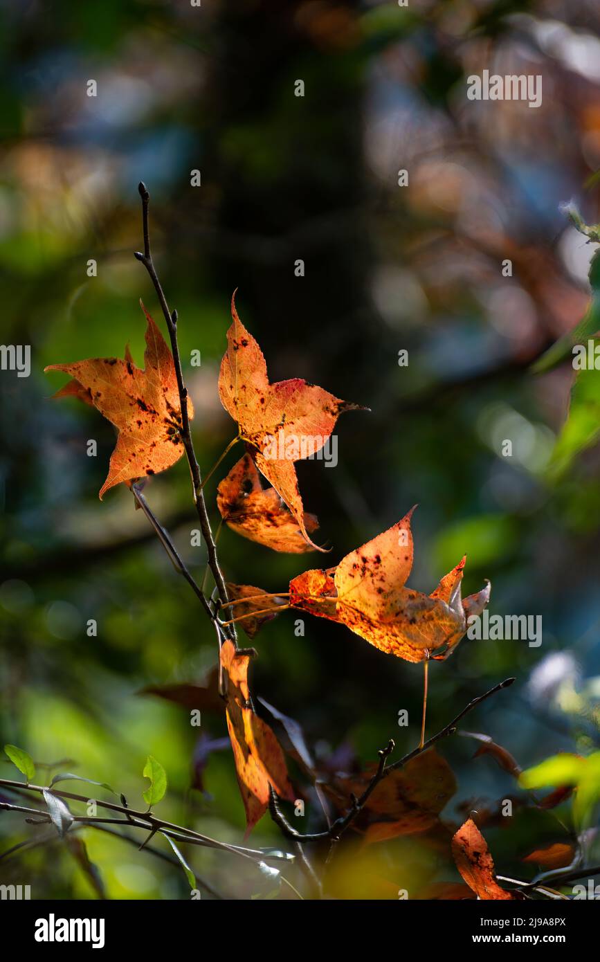 Maple trees in Ban Viet Lake, Cao Bang, Vietnam in autumn Stock Photo ...