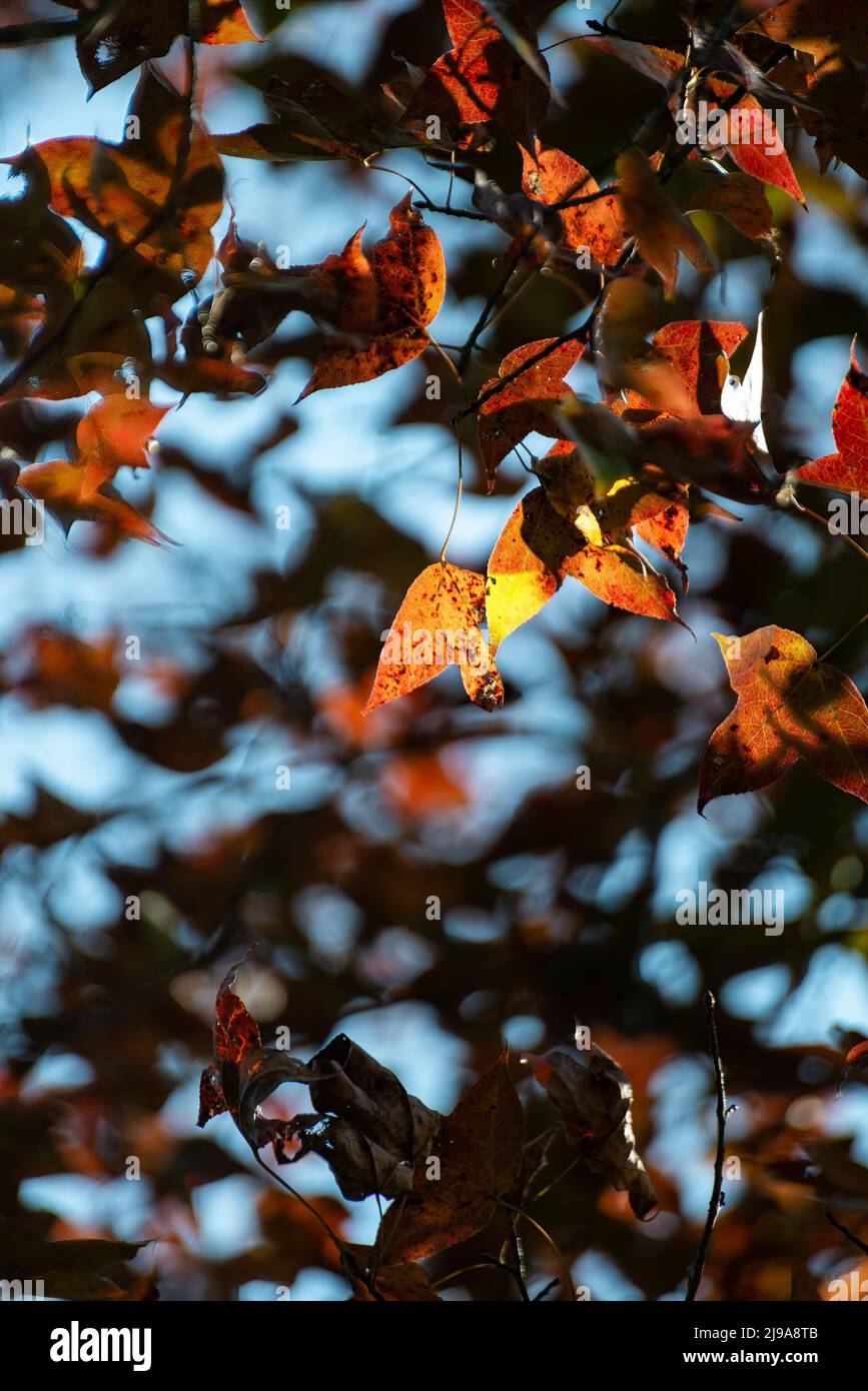 Maple trees in Ban Viet Lake, Cao Bang, Vietnam in autumn Stock Photo ...