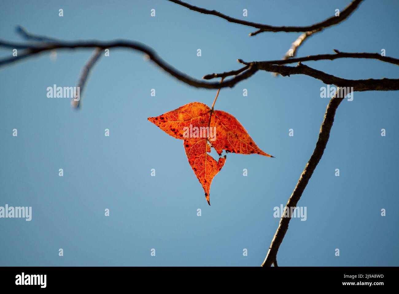 Maple trees in Ban Viet Lake, Cao Bang, Vietnam in autumn Stock Photo ...