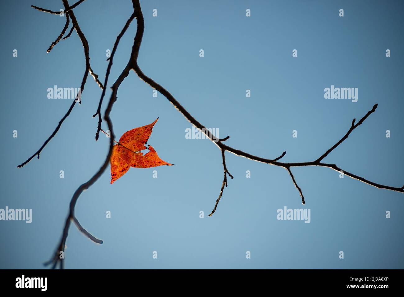 Maple trees in Ban Viet Lake, Cao Bang, Vietnam in autumn Stock Photo ...