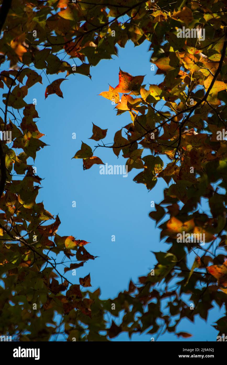 Maple trees in Ban Viet Lake, Cao Bang, Vietnam in autumn Stock Photo ...