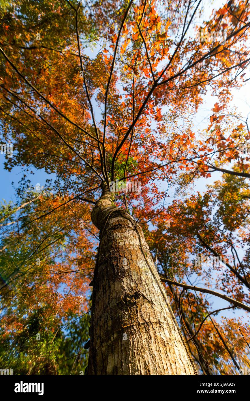 Maple trees in Ban Viet Lake, Cao Bang, Vietnam in autumn Stock Photo ...