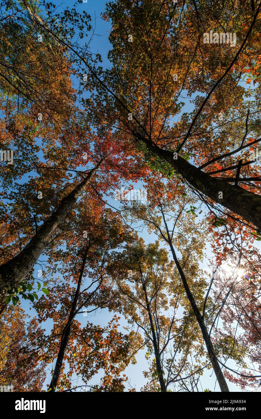 Maple trees in Ban Viet Lake, Cao Bang, Vietnam in autumn Stock Photo ...