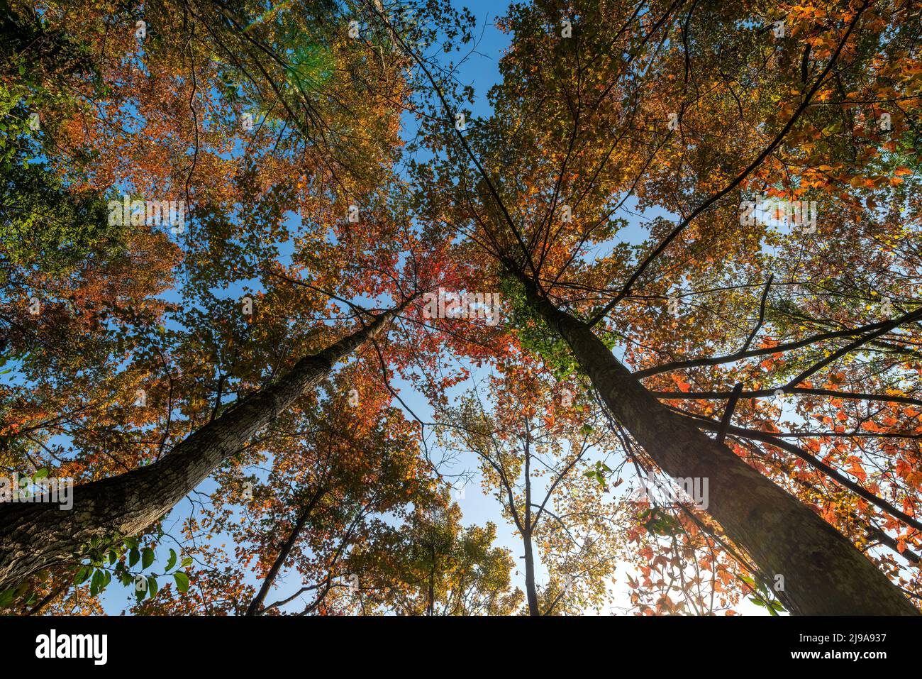 Maple trees in Ban Viet Lake, Cao Bang, Vietnam in autumn Stock Photo ...