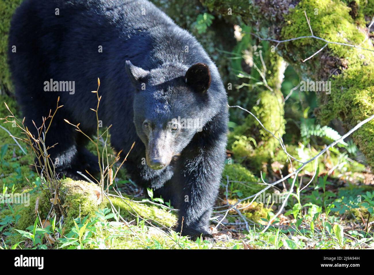Bear coming - Great Smoky Mountains NP, Tennessee Stock Photo - Alamy
