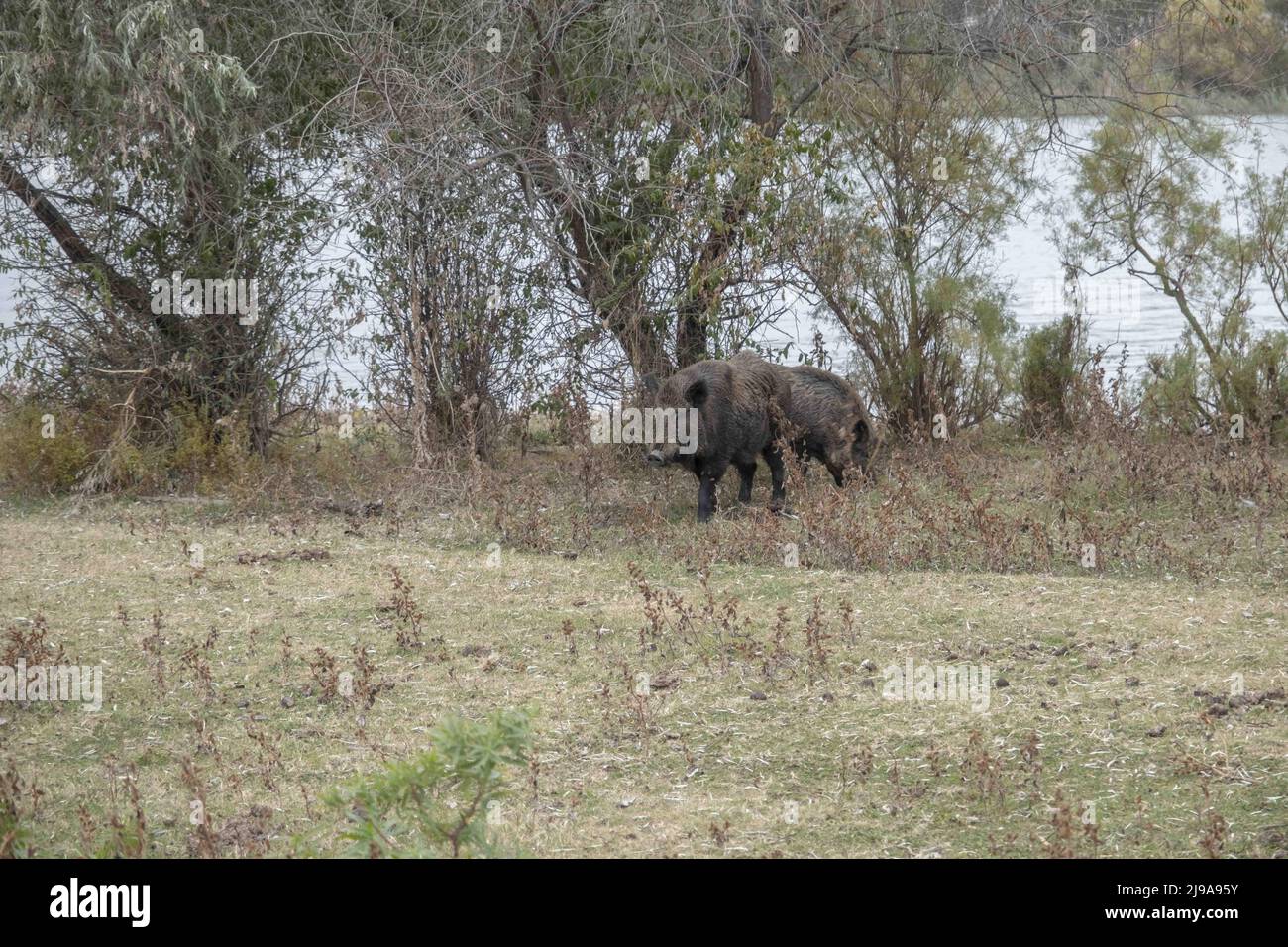 They go wild simply wild hi-res stock photography and images - Alamy