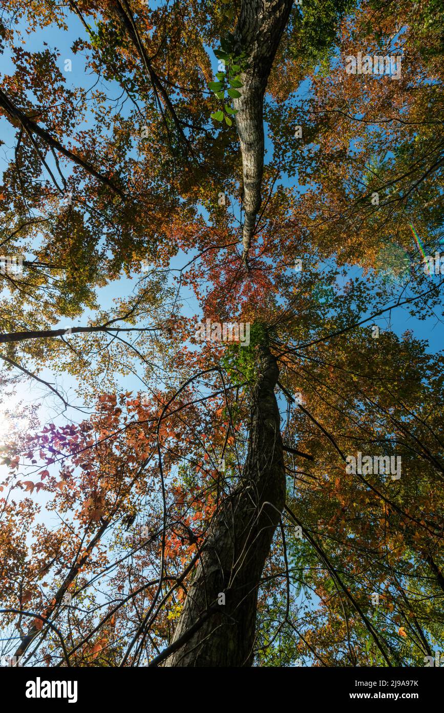 Maple trees in Ban Viet Lake, Cao Bang, Vietnam in autumn Stock Photo ...